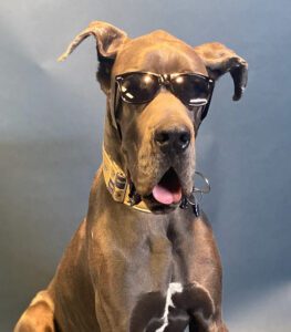 Sir Blue - Bluefield State University